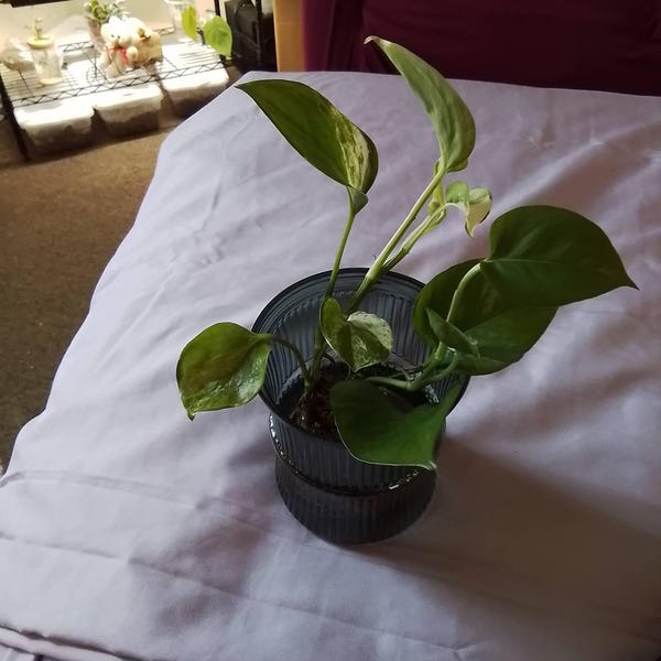 Potho Manjula High Viraigation Rare, Cuttings & Established Plants - Etsy