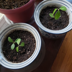 Princess Pine Tree Clubmoss Plants for Fairy Garden, Terrarium, Garden ...