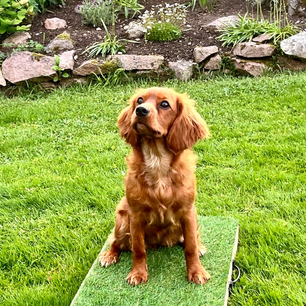 Dog Training Pivot Box and Place Board 2 Piece Bundle for Dog Agility ...