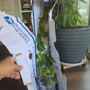 CALOTROPIS GIGANTEA Giant / Madar/ Milkweed Tree Plant Butterfly Garden ...