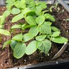 20 Japanese Good Luck F1 Burpless Cucumber Seeds Heat Tolerant High ...
