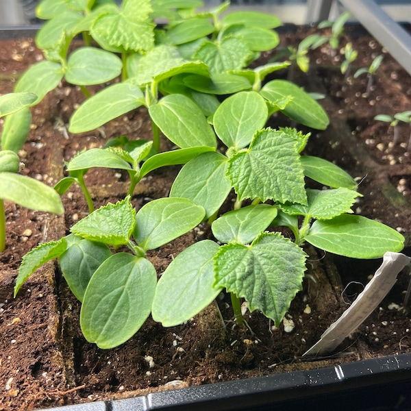 20 Japanese Good Luck F1 Burpless Cucumber Seeds; Heat Tolerant; High ...