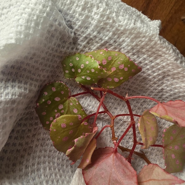 Columnea Gloriosa [cutting] - Etsy
