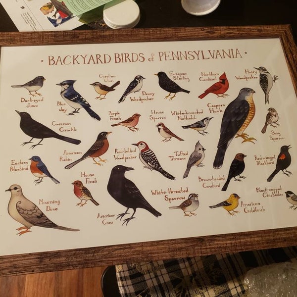 Pennsylvania Backyard Birds Field Guide Art Print / Watercolor Painting ...