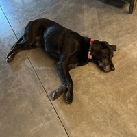 Treeline Dog Collar Trees Forest Nature Outdoors - Etsy