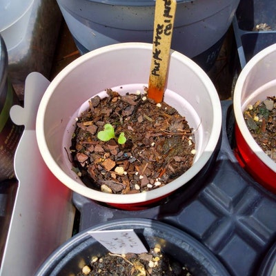 Dae-pa Korean Large Green Onion Seeds 韓國大蔥 100 Seeds - Etsy