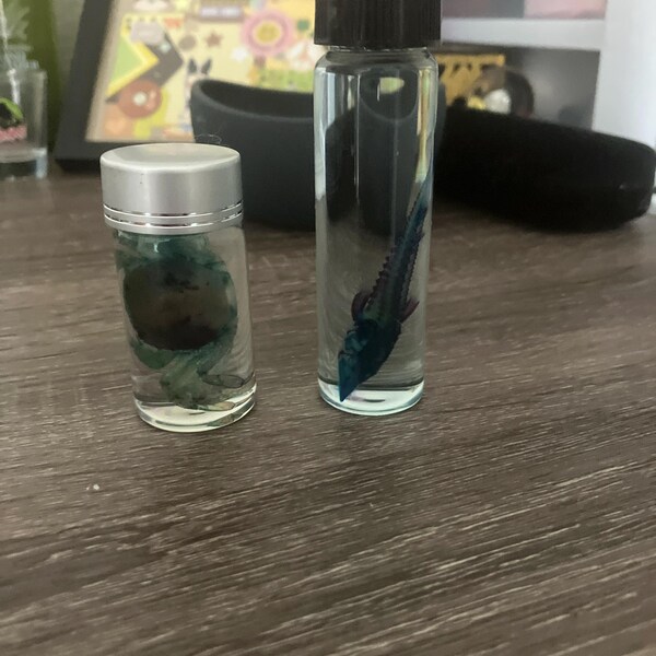 Real Snake Specimen,real Animal Specimen,clean and Complete,specimen ...