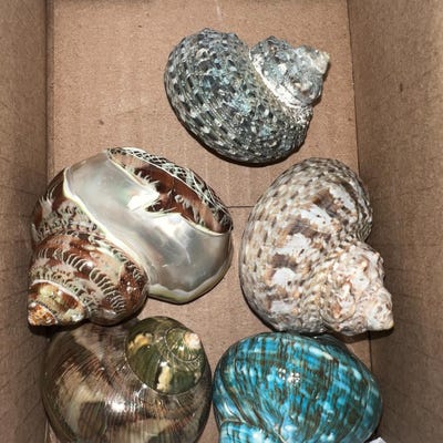 Rare Cornutus Turbo Hermit Crab Shell With a 1.75 Opening C3 - Etsy