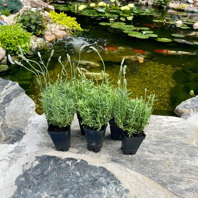 5 Anise Hyssop Plants in 2.5 Inch Pots - Etsy