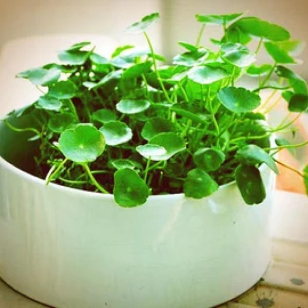 50 Money Plant Copper Coin Plant Lucky Plant Seeds CW92003 - Etsy