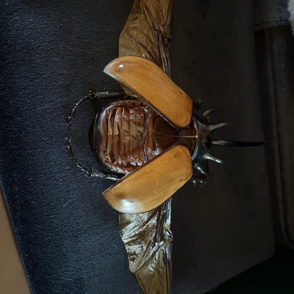 Euphaea Variegata, Teal and Violet Damselfly A, Mounted, Spread ...