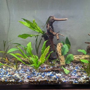 4 Fish Tank Decal Stickers Aquarium Gifts Laptop Hobby Vinyl - Etsy