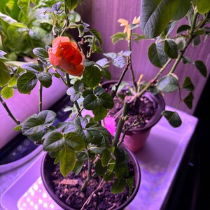 Rare New Rose. Red Juicy Terrazza. 红果汁flower Machine. Continue Blooming ...