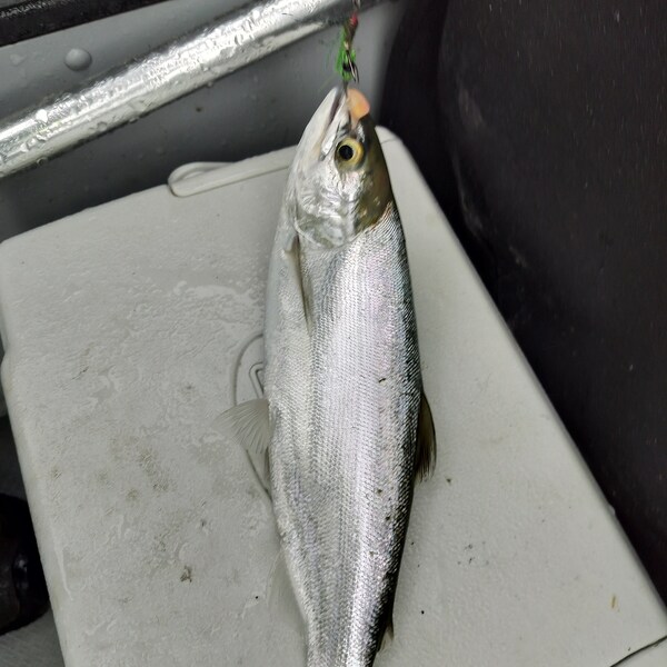 Chinook / Coho Roe Bug Spinner Fishing Lure - Etsy