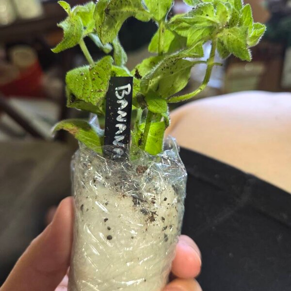 Basil, Everleaf Emerald Towers, Ocinum Basilicum, 50 Organic Seeds ...