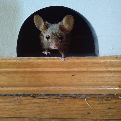 Realistic 3D Mouse Wall Sticker - Etsy