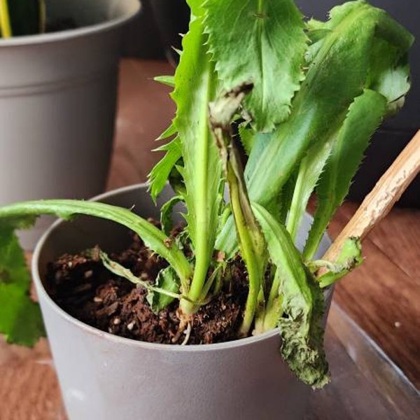 Buddha's Hand Lemon Grafted Plant Fingered Citron Fruit Tree Tropical ...