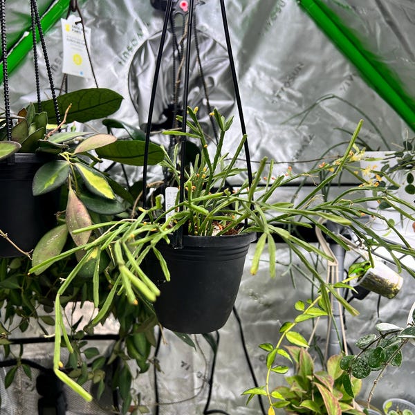 Rhipsalis Cereuscula, Rice Cactus, Coral Cactus Plants 4” Pot and 4 ...