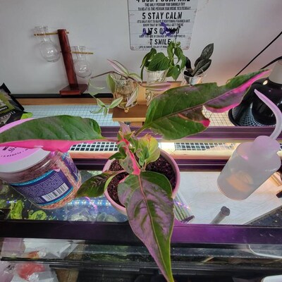 Rare Party Time Pink Plant Starter Plant ALL Starter Plants REQUIRE You ...