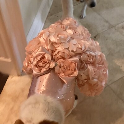 Star Spangled Girl Dog Harness Dress Xxsmall to 4xlarge Dog - Etsy