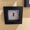 Real Large Tarantula Hawk Wasp Framed Taxidermy - Pepsis Grossa - Etsy