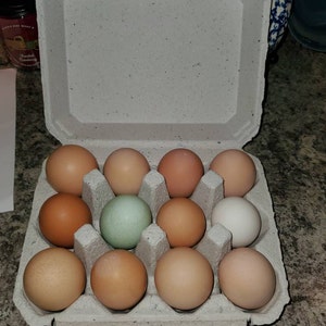 30 Vintage Chicken Egg Cartons - Etsy