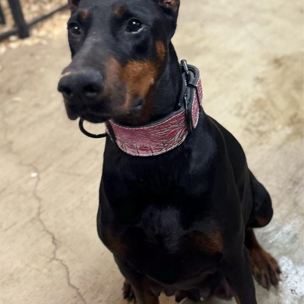 Leather Dog Collar, Personalized Name Plate, Bucket Studded Leather Dog ...