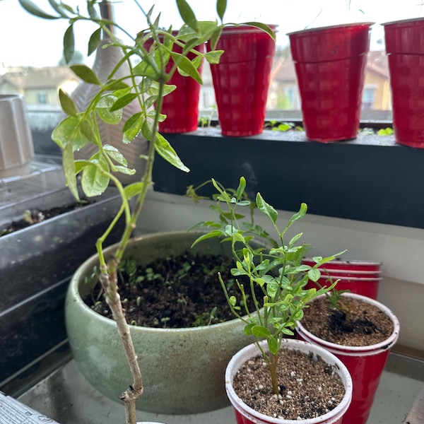 Starter Podocarpus Macrophyllus Maki Tree Outdoor Plant Landscape Live ...