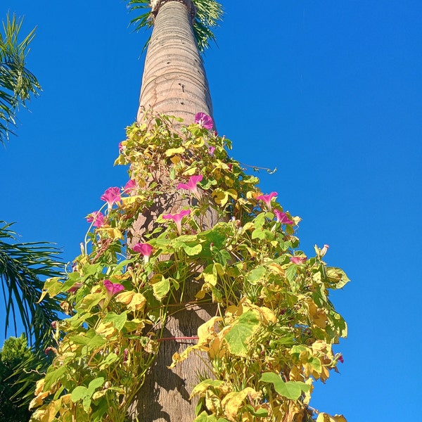 Love Parade Yarrow | Achillea Sibirica Var. Camtschatica | Lovely ...