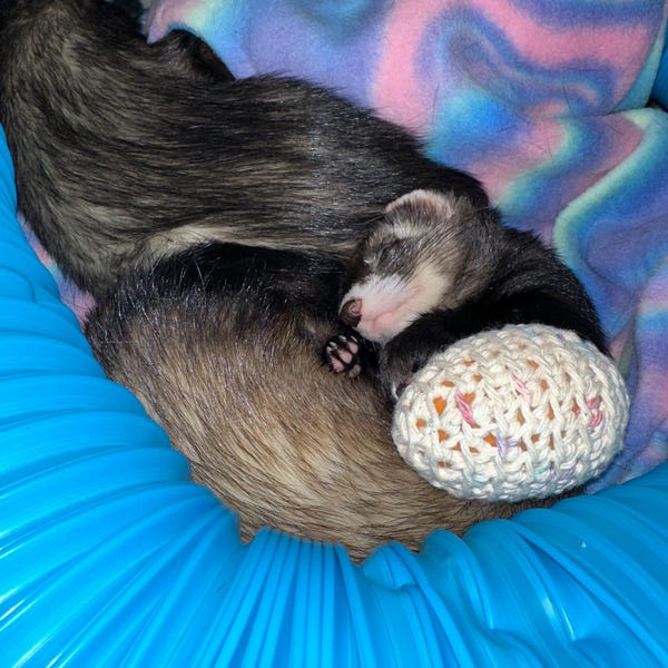 Ferret Emergency Chart and Health Medical Kit List Laminated Quick ...