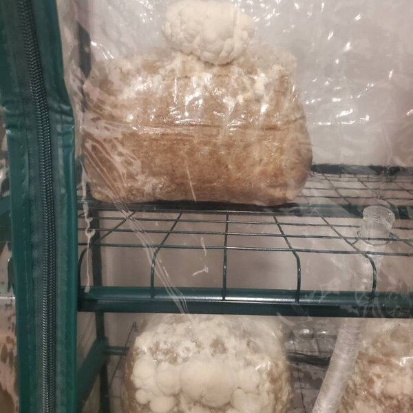 10lb Shiitake Mushroom Substrate Bag - Etsy