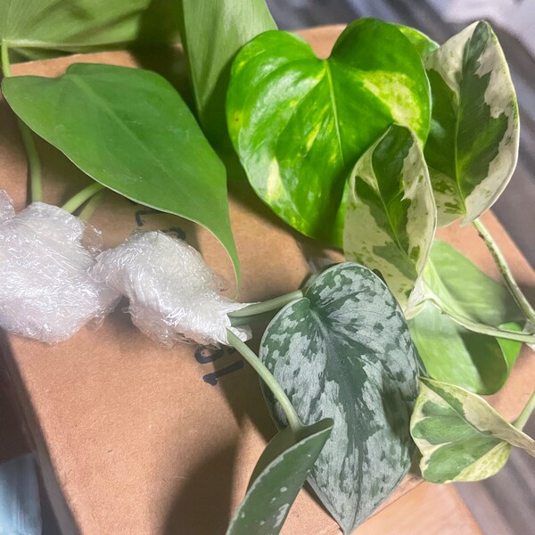 Rare Pothos Cuttings Mix- Golden Pothos / Heart Leaf Philodendron ...