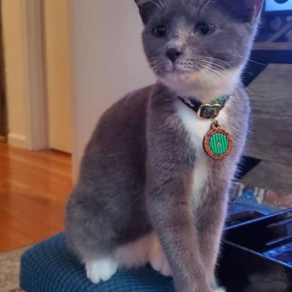 Binx is My Boo SVG - Etsy