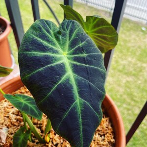 Monstera Adasoni Plant | Etsy