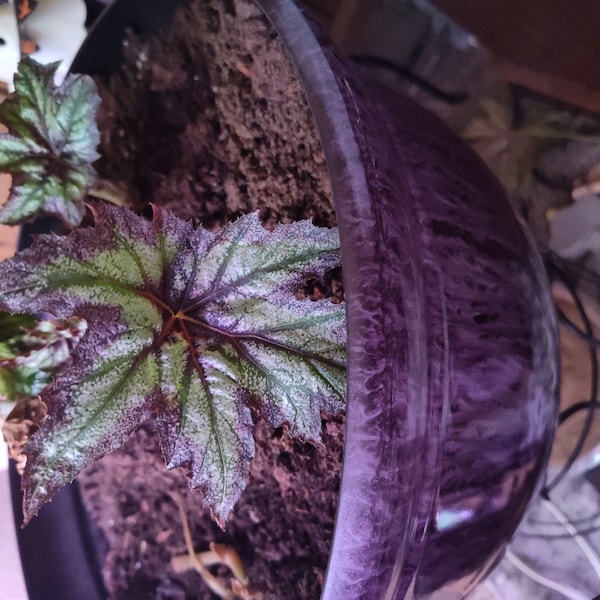 Begonia 'connee Boswell' - Etsy