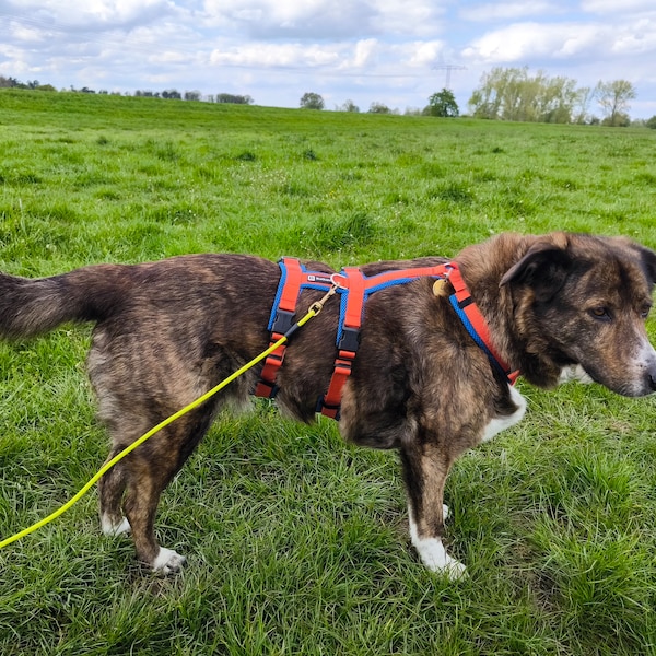 Safety Harness Escape-proof Panic Harness Dog Harness Padded Chest ...