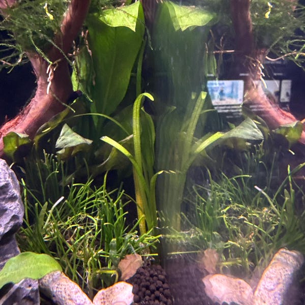 Dwarf Sag, Sagittaria Subulata, Live Aquarium/aquatic/foreground Plant ...