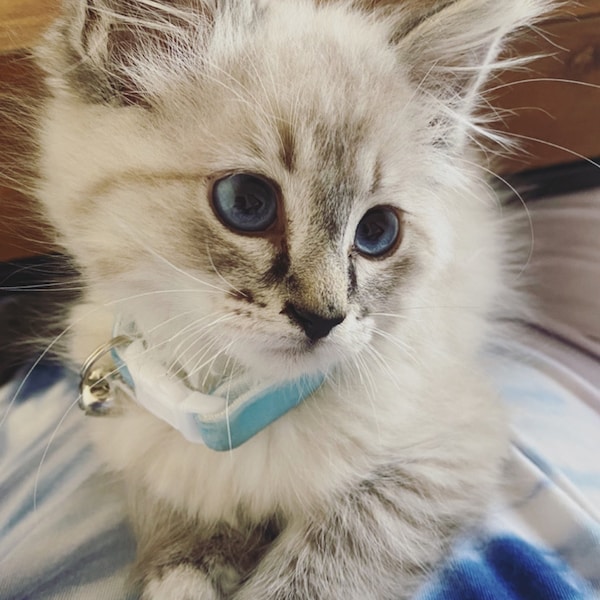 Cat Collar - "velvet - Frosty Blue" - Light Blue Cat Collar / Winter ...