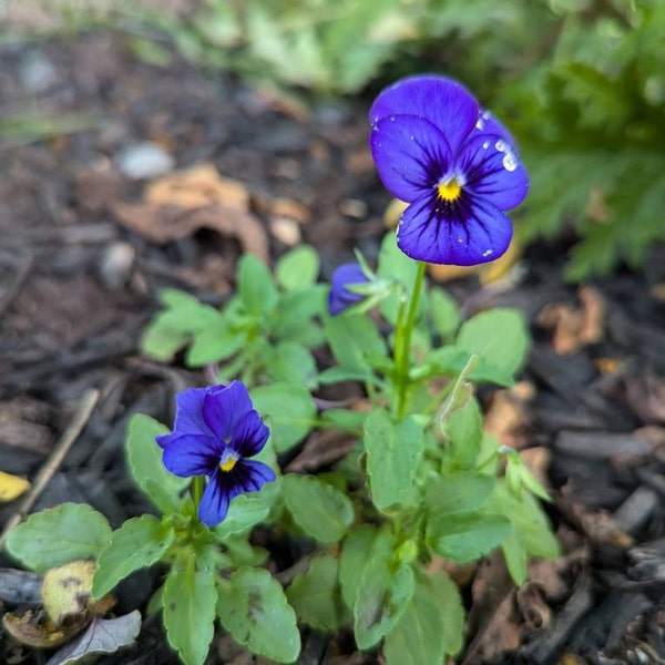 Miniola Heart Ice Blue Viola Seeds, Viola Hybrida VL1925 - Etsy