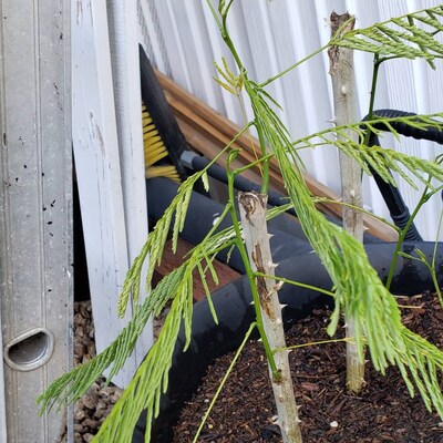 Cha Om Plants, Chaom Plant, Acacia Pennata, We Donot Ship to CA - Etsy