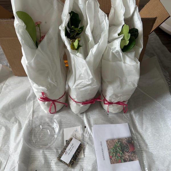 Healthy Chaya Plant Cuttings With Emeritus Gardens Plant Food and Chaya ...