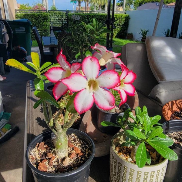 Desert Rose Adenium Obesum “little Panda” Starter Plant **(ALL Plants ...