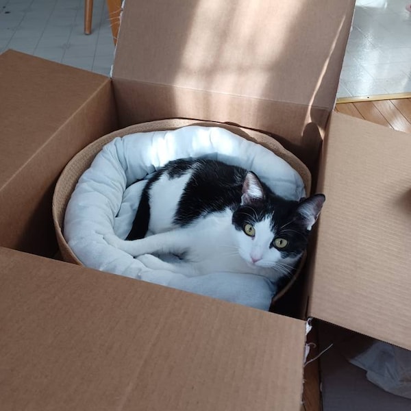 Cat Scratching Post With Recycled Cardboard Inserts - Adjustable ...