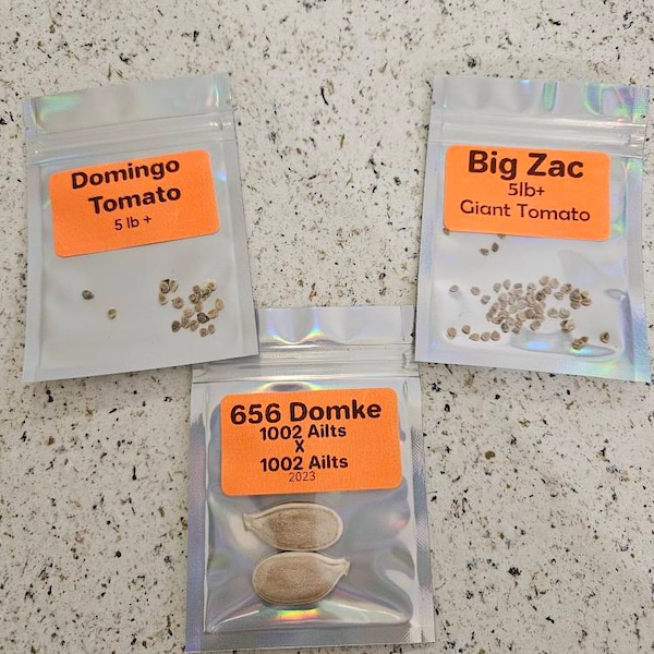 Rare Giant Indian Corn Seeds X50! Easy to Grow! Colorful Massive Ears ...