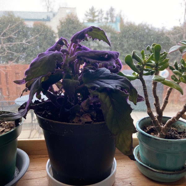 Hanging Red Prayer Plant- Maranta Leuconeura - Etsy