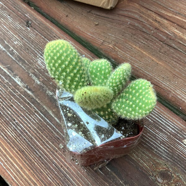 2" Bunny Ear Cactus - Yellow Angel Wing Optunia Microdasys Albata - Etsy