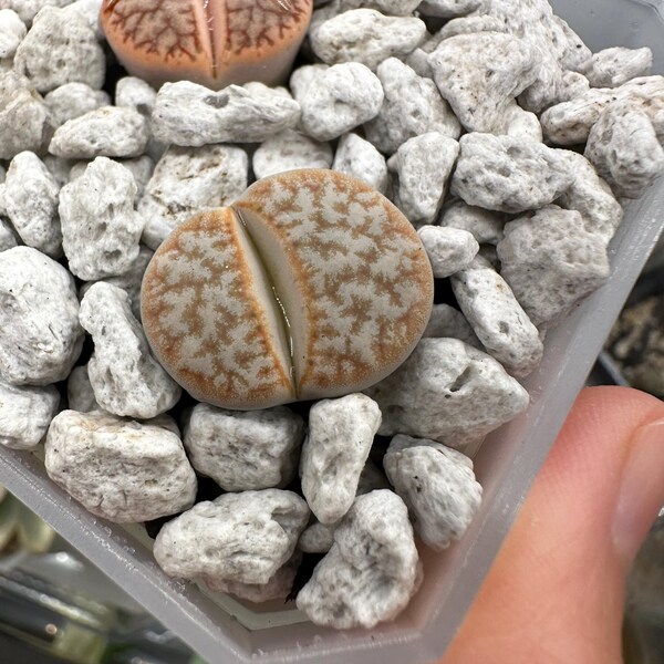 SEEDS Lithops Aucampiae 'jacksons Jade' 20seeds C395 - Etsy