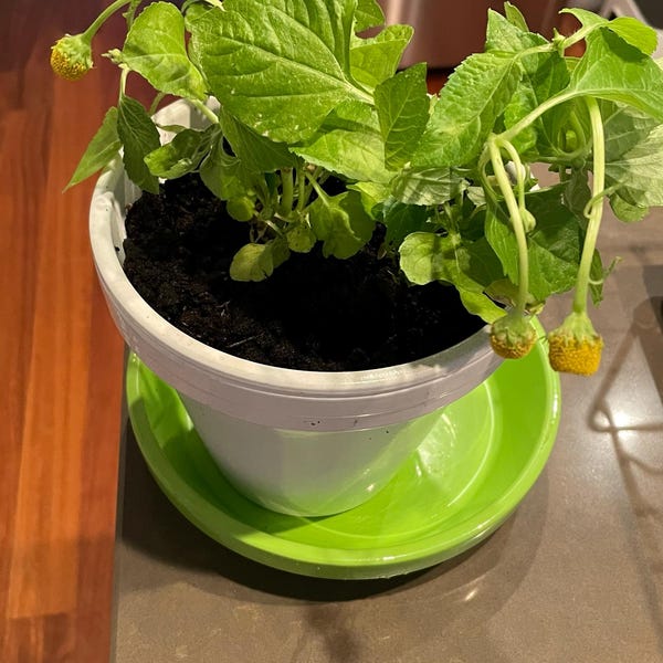Longevity Spinach | LIVE POTTED PLANT | Gynura Procumbens - Etsy
