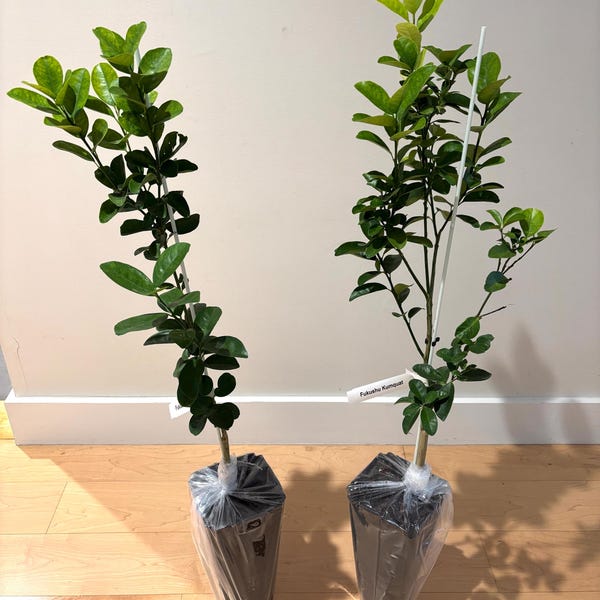 Fukushu Kumquat Tree - Etsy