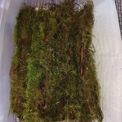 10 Barnacles, Planter Without Plants Shell, Natural Coral, Sea Shell ...